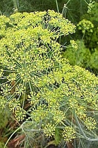 Dille etherische olie uit zaad van Anethum graveolens