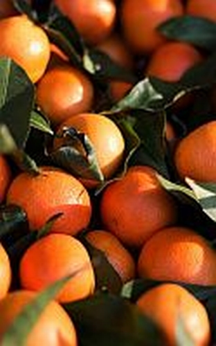 Rode Mandarijn olie uit schillen van Citrus reticulata